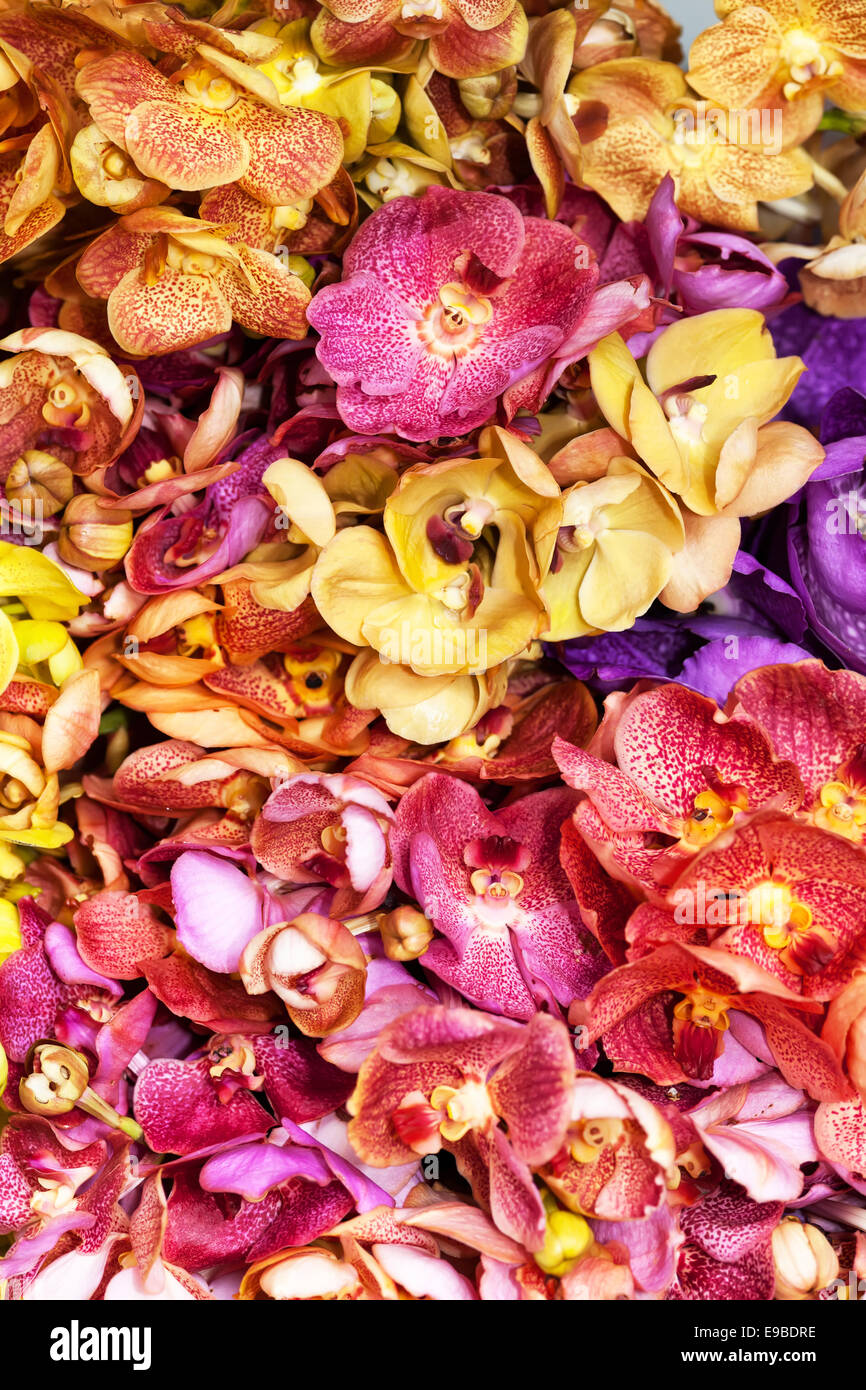 Colorful orchid flower background Stock Photo - Alamy