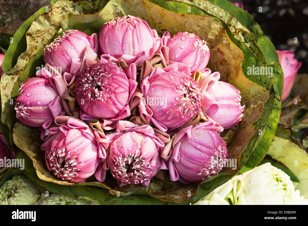 Bunch of lotus flower at market Stock Photo - Alamy