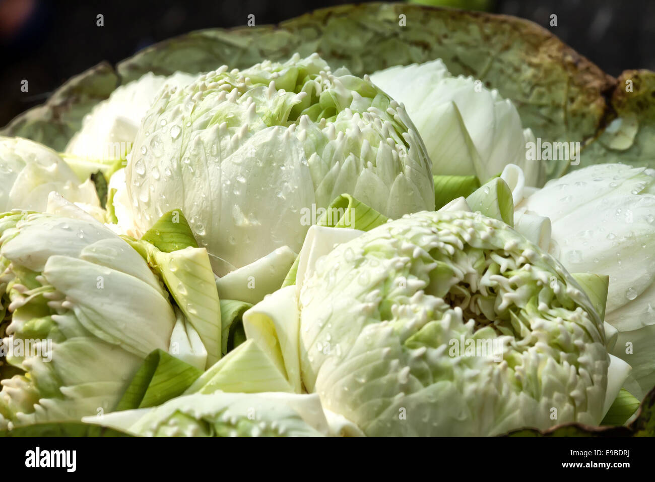 White water lily flower at market Stock Photo - Alamy