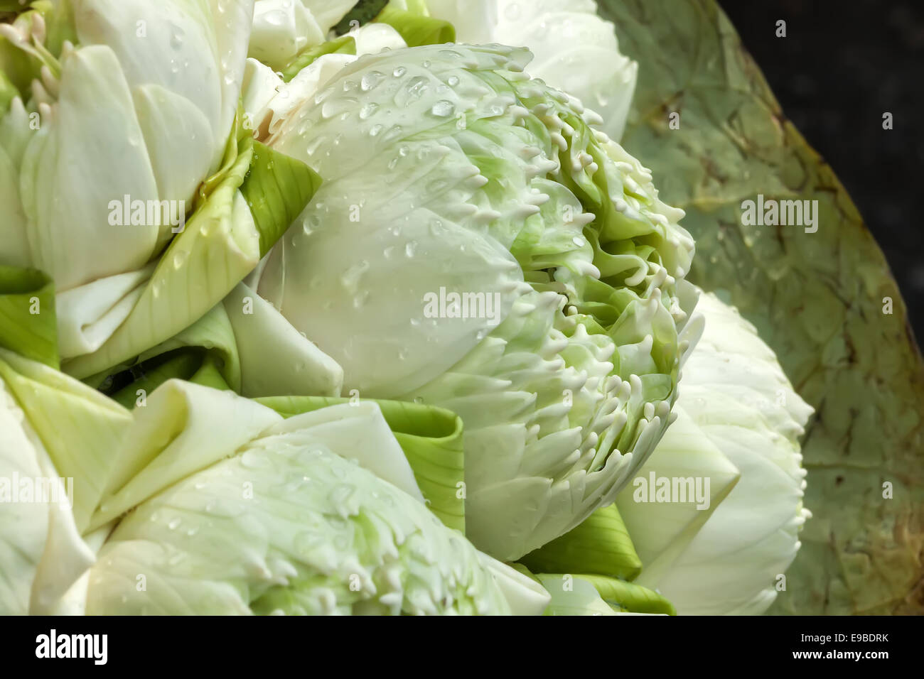 Fresh white lotus closeup Stock Photo - Alamy
