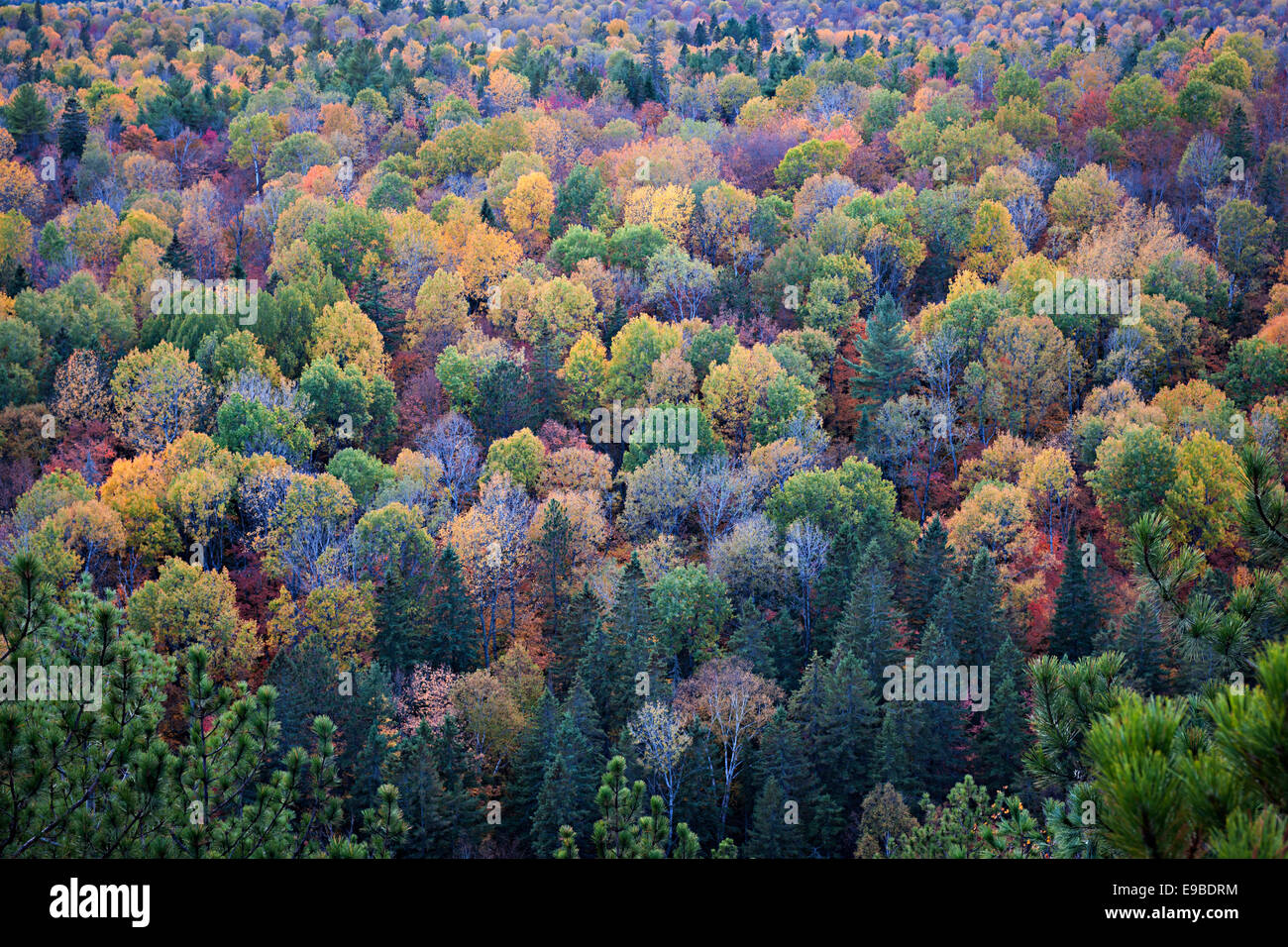Fall forest trees viewed from Lookout trail in Algonquin Provincial ...