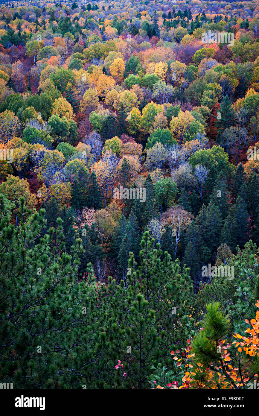 Fall forest trees viewed from Lookout trail in Algonquin Provincial ...
