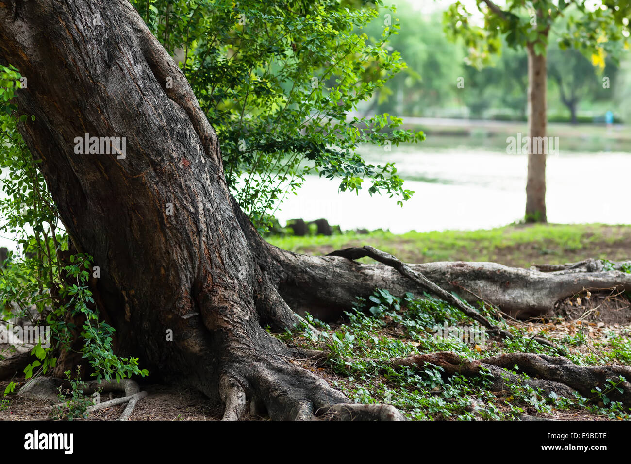 Old tree trunk and roots Stock Photo - Alamy