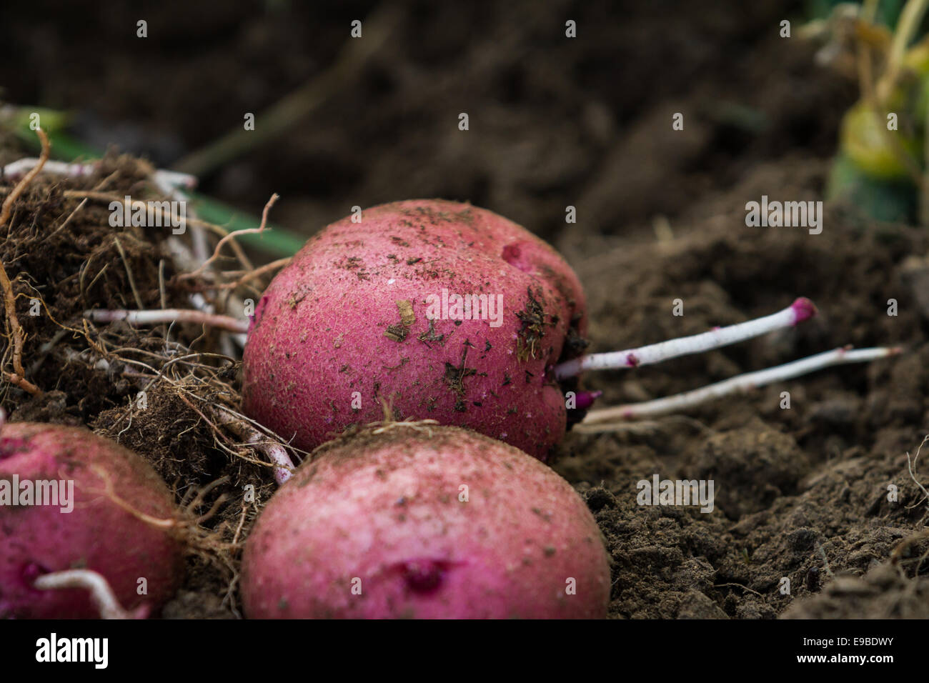 Red skinned potatoes hi-res stock photography and images - Alamy