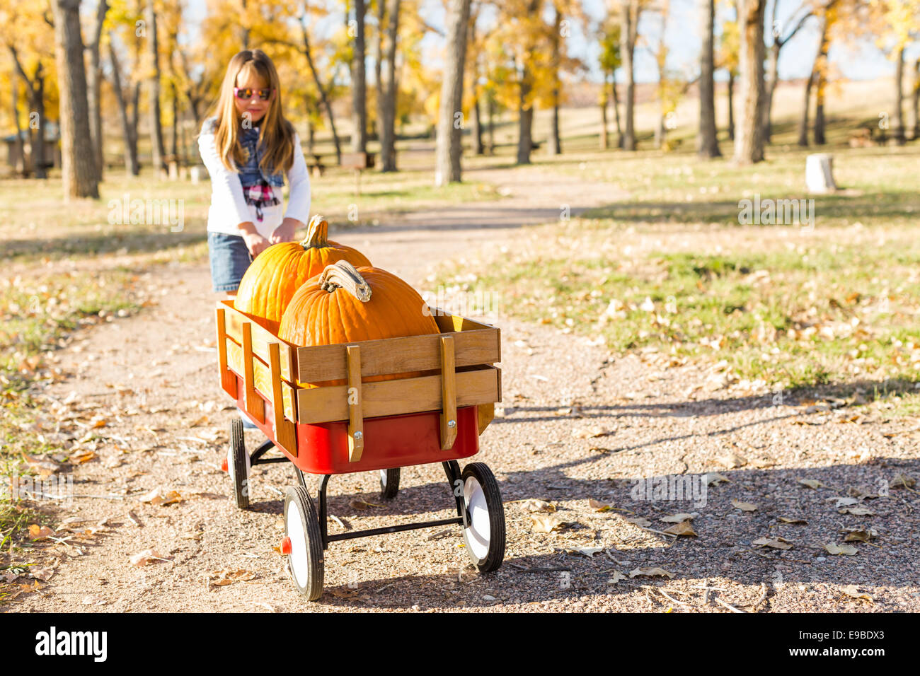 Taking large orange pumpkins home in red wagon from the pumkin path ...