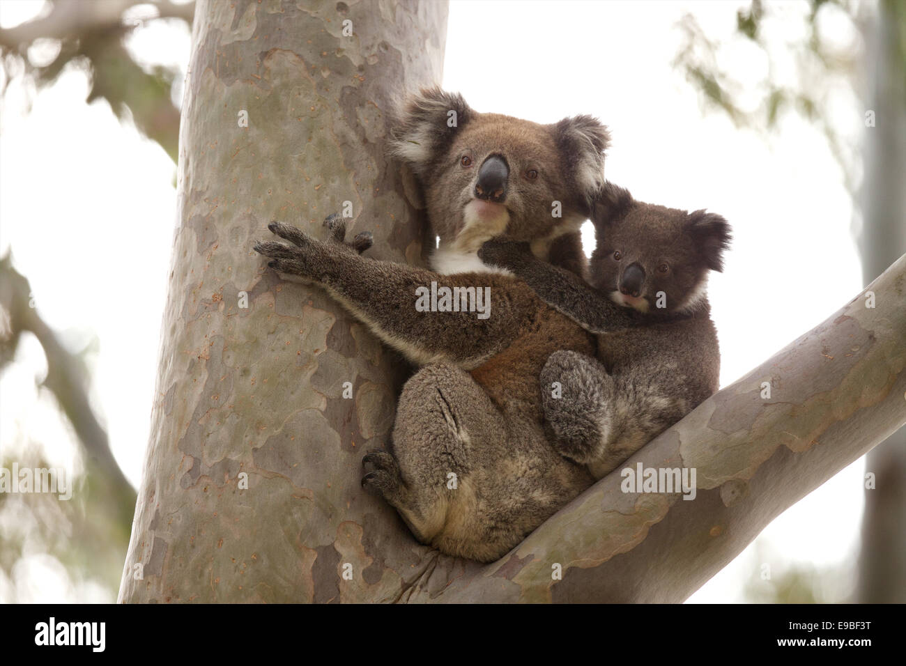 Koala mother and baby in tree Stock Photo - Alamy
