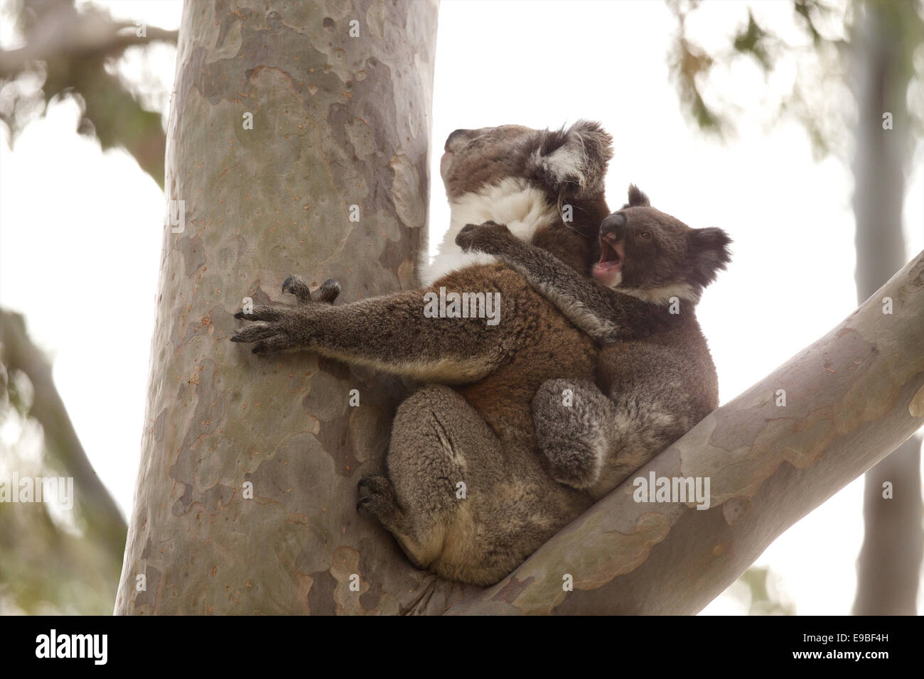 Koala mother and baby in tree Stock Photo - Alamy
