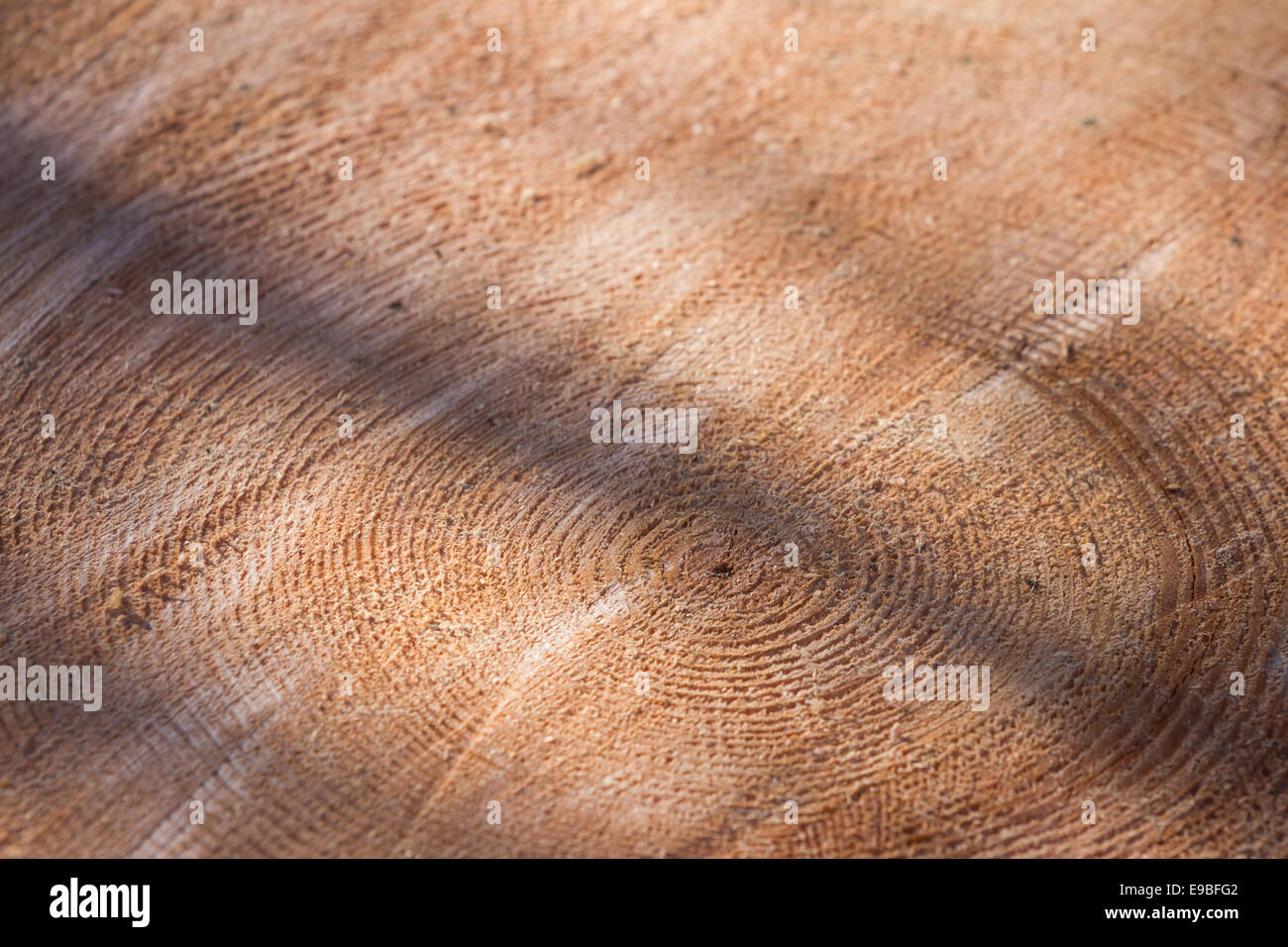 close up of a tree round showing the rings of a large tree with a ...