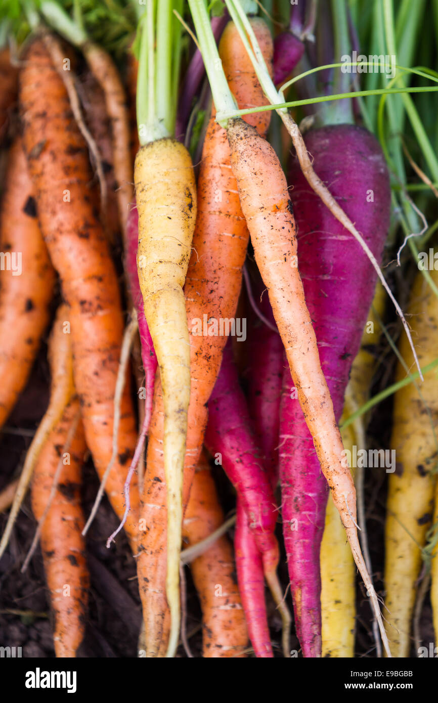 bunch of organic carrots laying on fertile soil at a home garden Stock ...