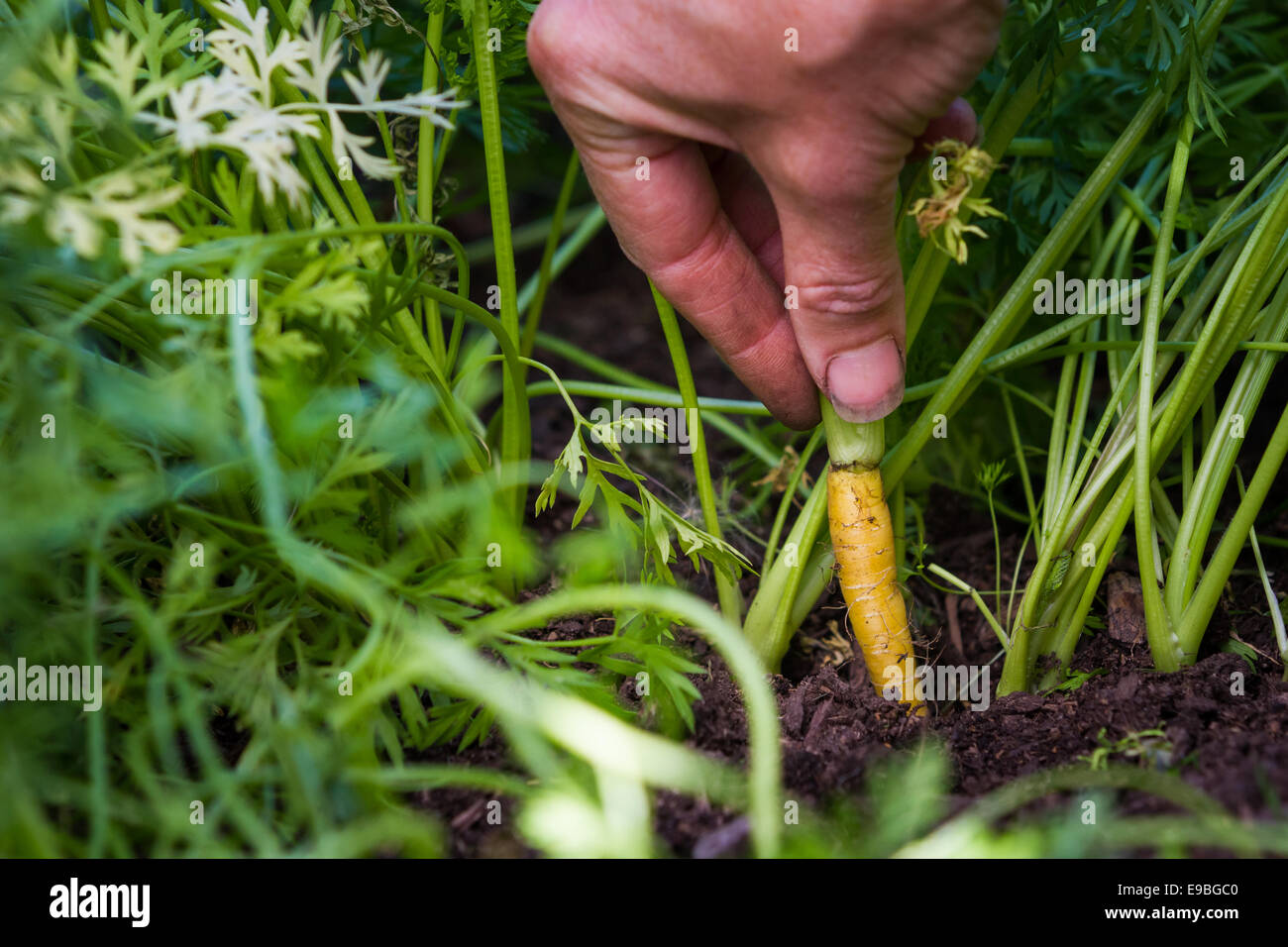 close up of a hand pulling a carrot out of the soil in a small garden ...