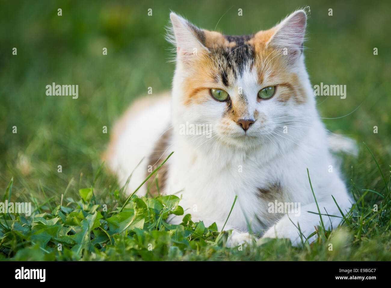 close up of an outdoor cat laying down on green grass Stock Photo - Alamy