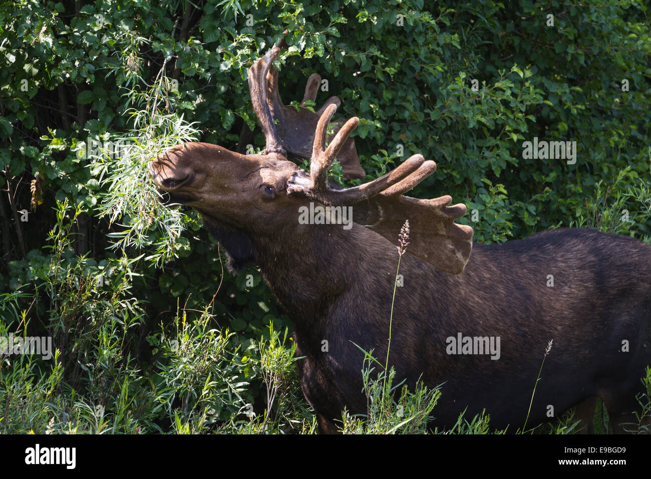 Moose Eating Leaves High Resolution Stock Photography and Images - Alamy