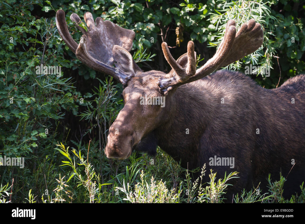 Moose Eating Plants High Resolution Stock Photography and Images - Alamy
