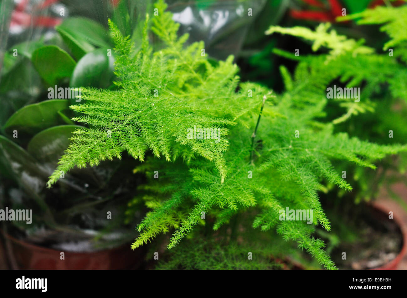Asparagus fern hi-res stock photography and images - Alamy