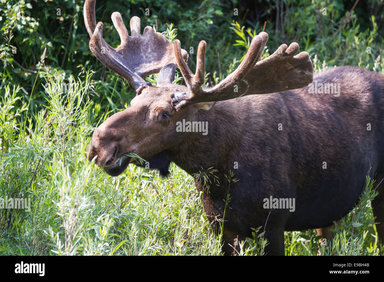 Moose eating plants hi-res stock photography and images - Alamy