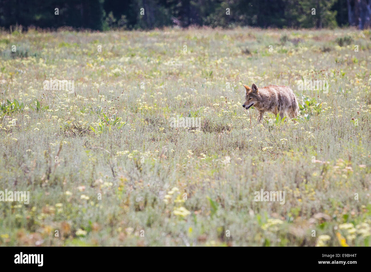Silver coyote hi-res stock photography and images - Alamy