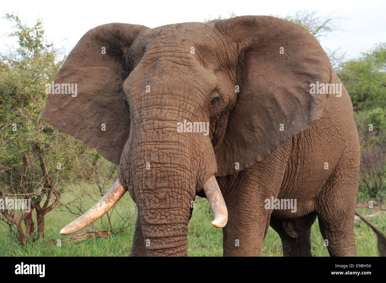 Pachyderm species hi-res stock photography and images - Alamy