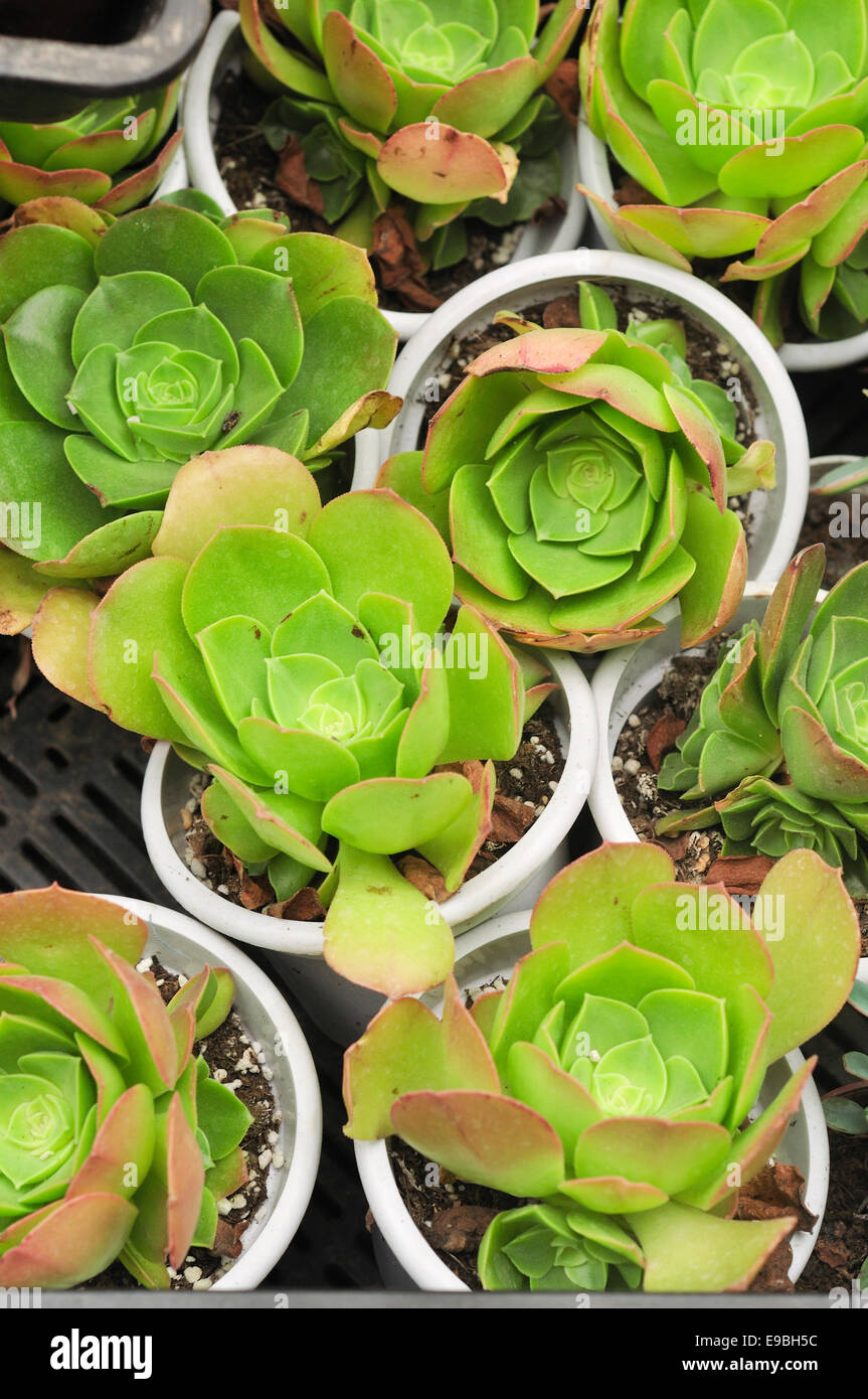 Succulent plant plants hi-res stock photography and images - Alamy