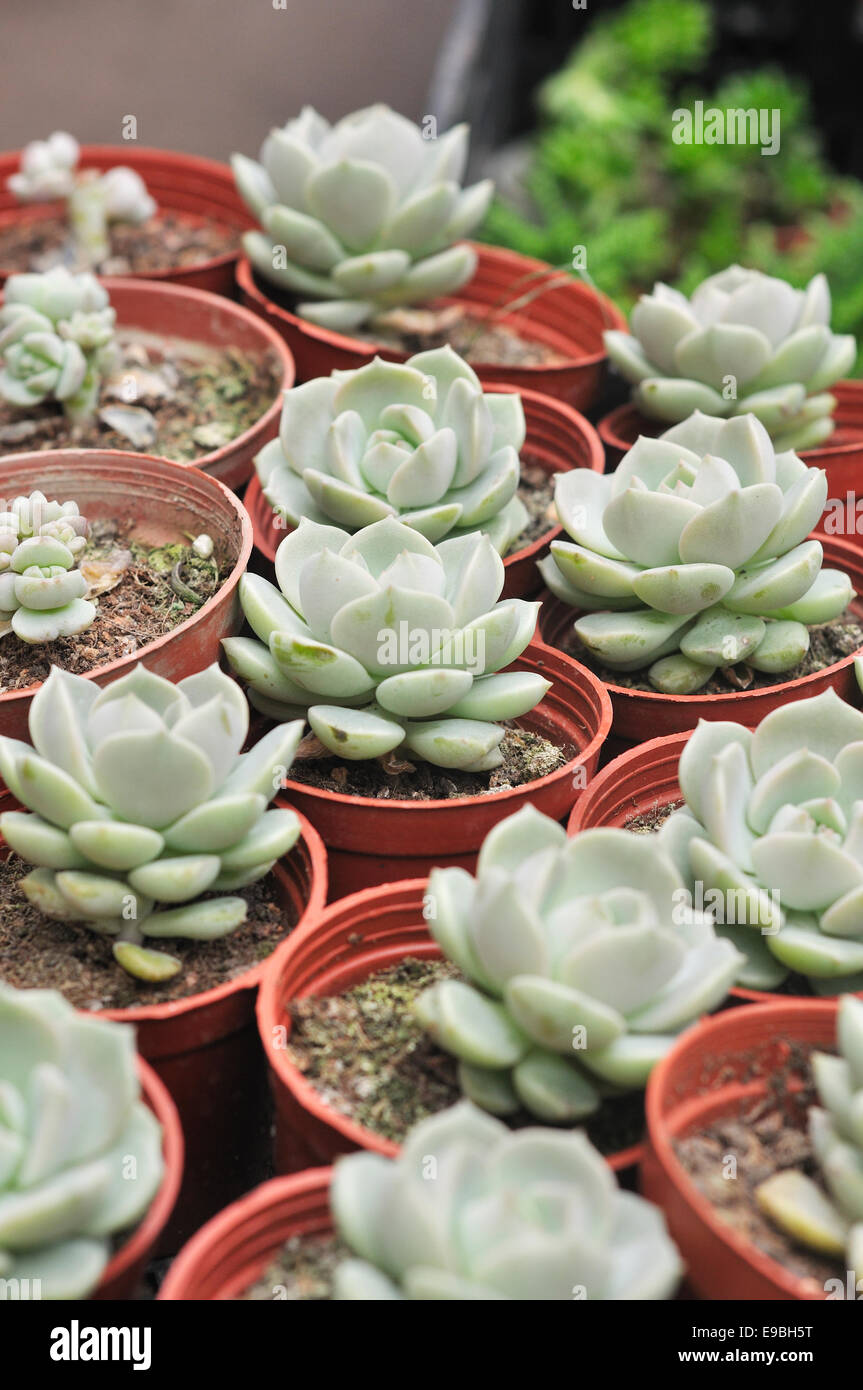 hybridization succulent, Graptoveria Titubans,crassulaceae Stock Photo ...