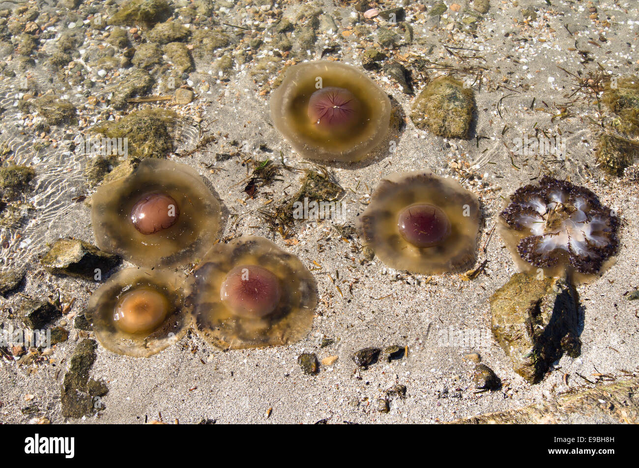 jellyfish in shallow water near the beach Stock Photo - Alamy