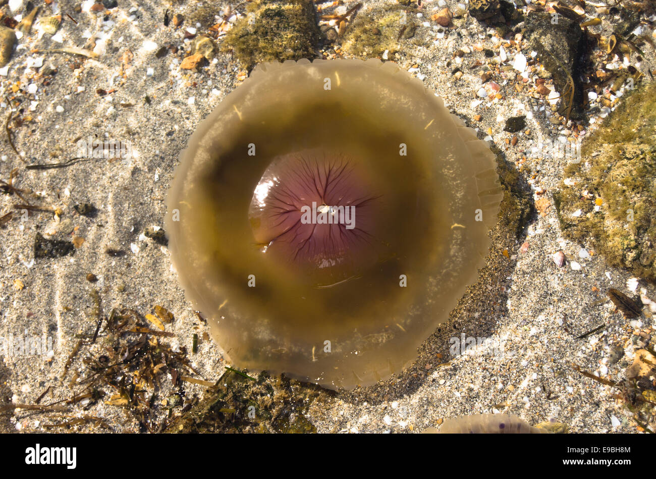 jellyfish in shallow water near the beach Stock Photo - Alamy