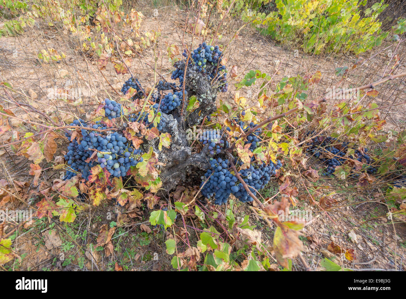 Top view of Neglected Vineyard with black grapes bunch Stock Photo - Alamy