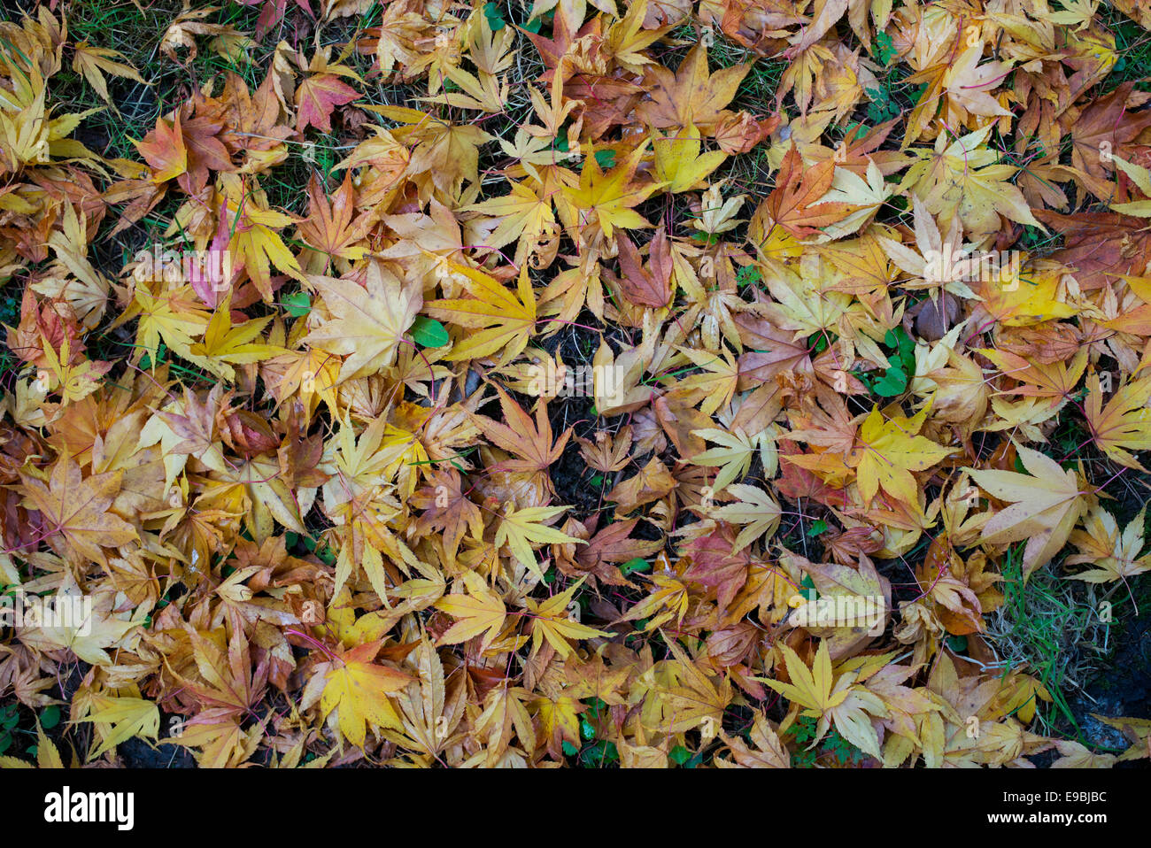 Acer tree dead hi-res stock photography and images - Alamy