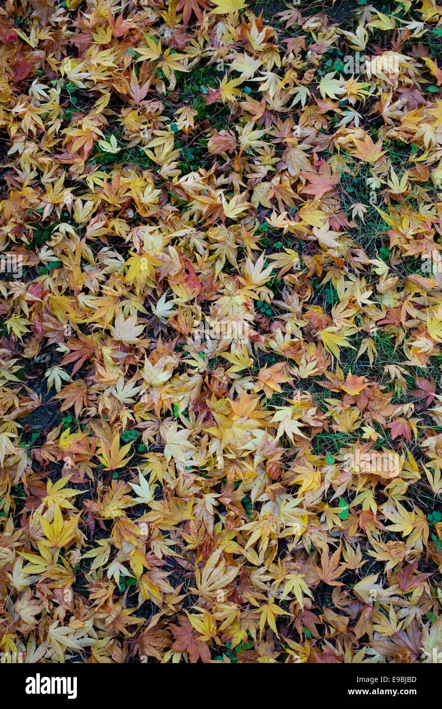 Deciduous tree leaf fallen in hi-res stock photography and images - Alamy