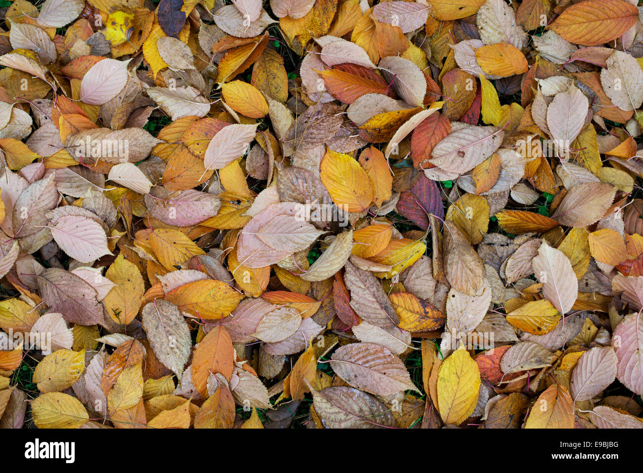 Prunus Sargentii Columnaris. Fallen Columnar Sargent Cherry tree leaves ...