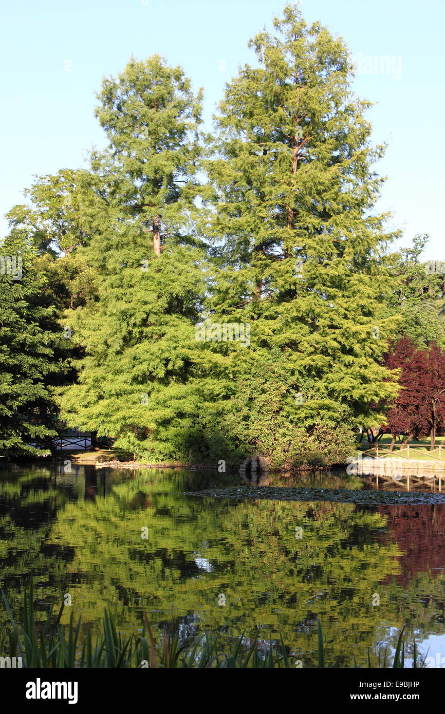 Idyllic park scene with trees mirroring in a lake Stock Photo - Alamy
