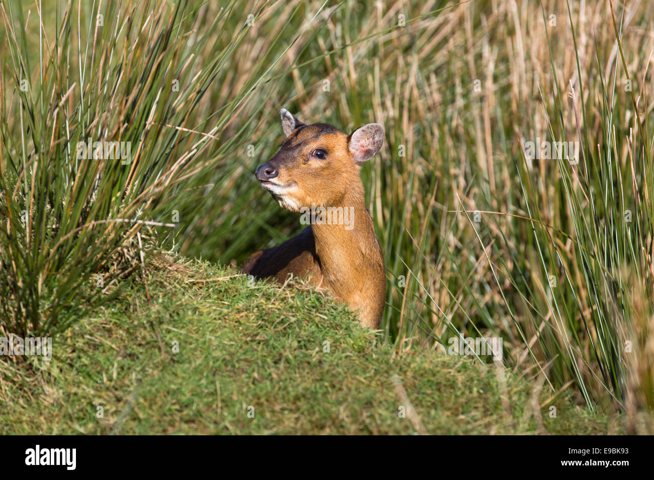 Muntjac Deer; Muntiacus reevesi; Female; Cornwall; UK Stock Photo - Alamy