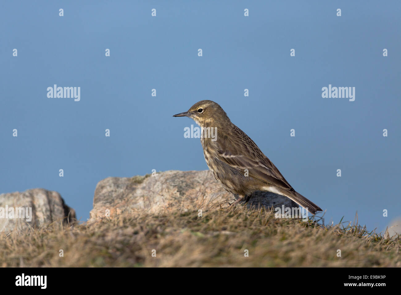 Rock pipit hi-res stock photography and images - Alamy