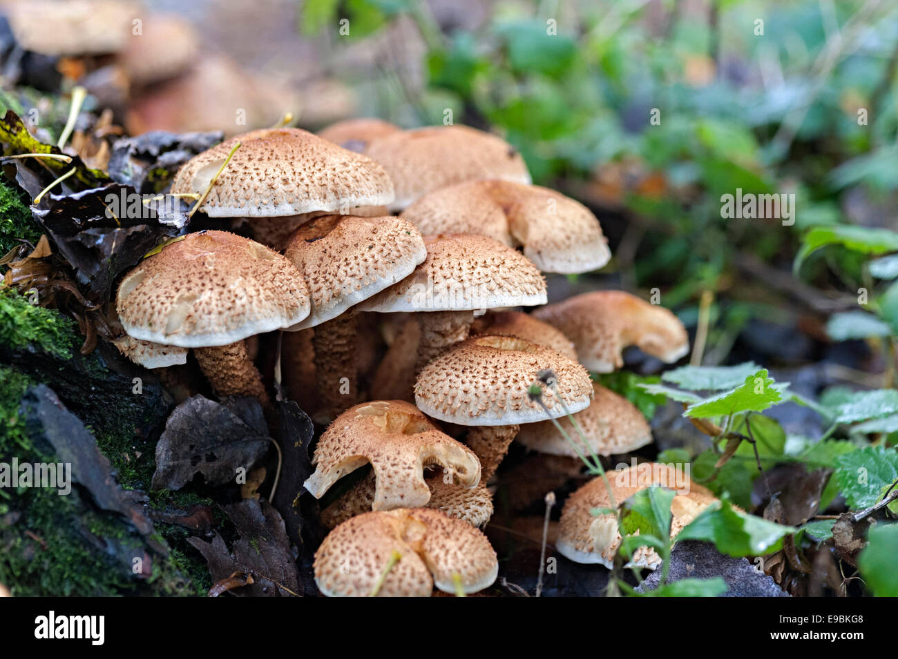fungi growing from a tree in autumn in uk woodland Stock Photo - Alamy