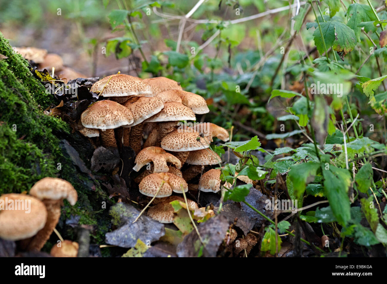 Brick Tuft Mushroom High Resolution Stock Photography and Images - Alamy