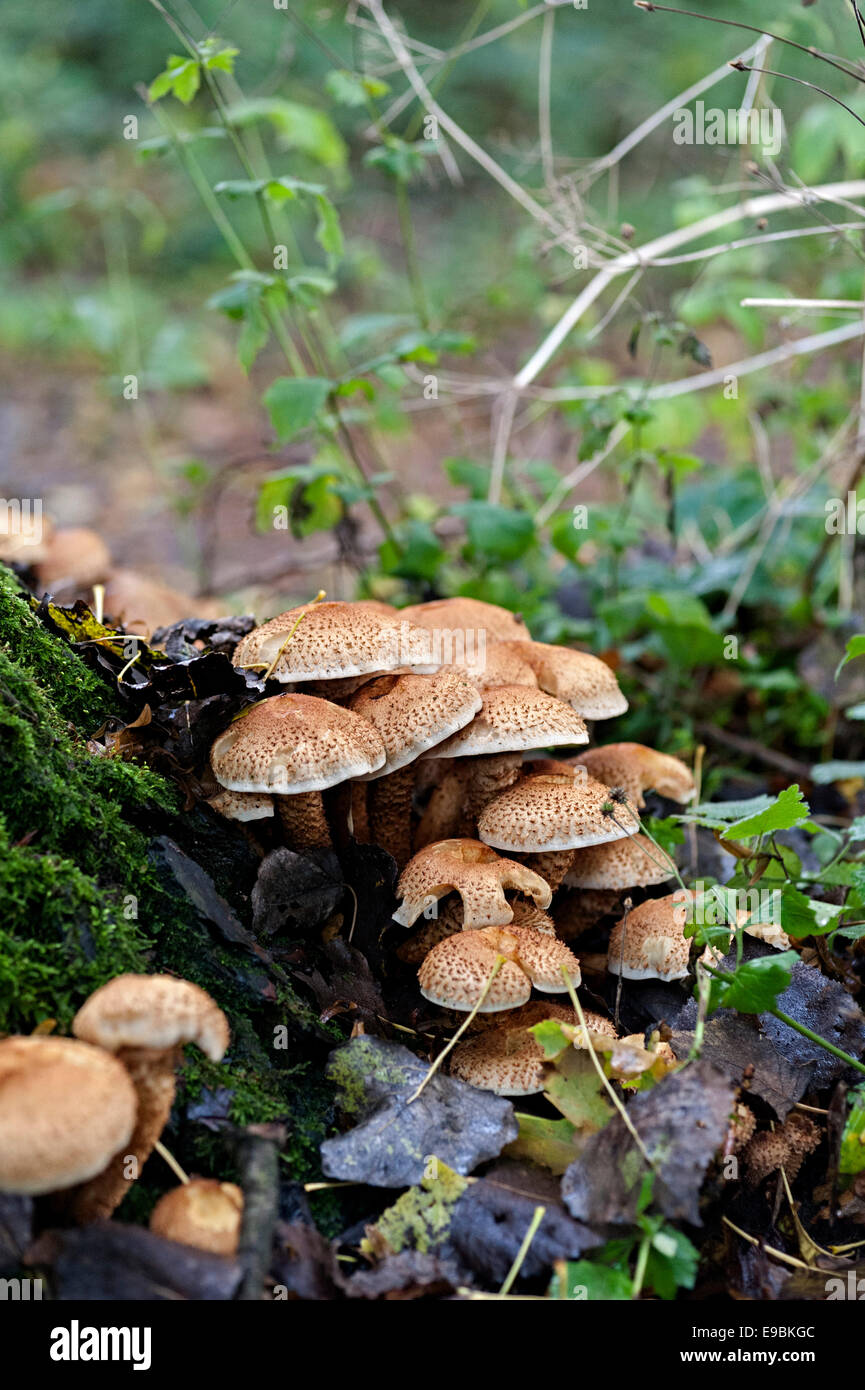 fungi growing from a tree in autumn in uk woodland Stock Photo - Alamy
