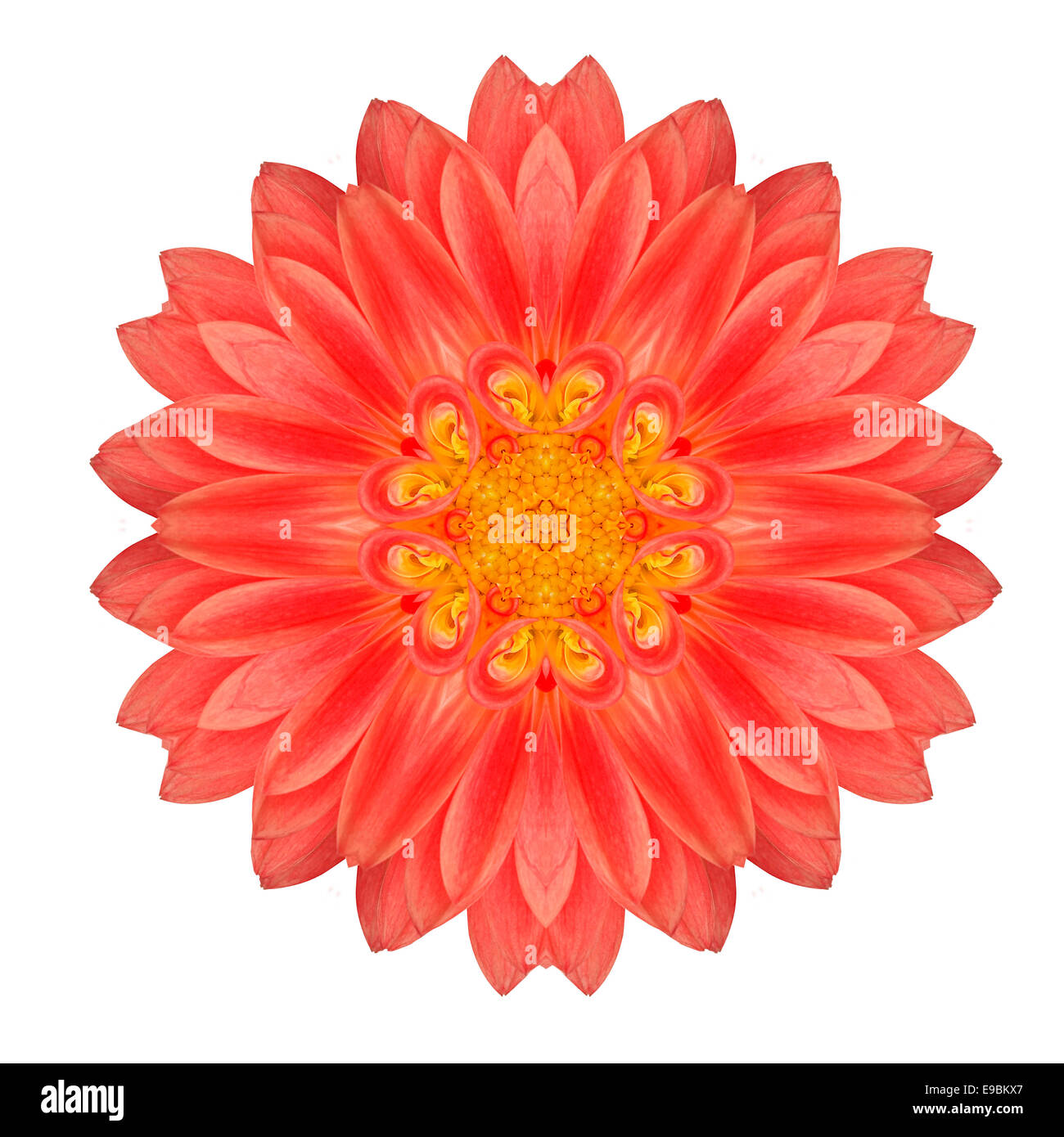 Mirrored Pattern on Mandala Gerbera Flower Kaleidoscope Isolated on ...