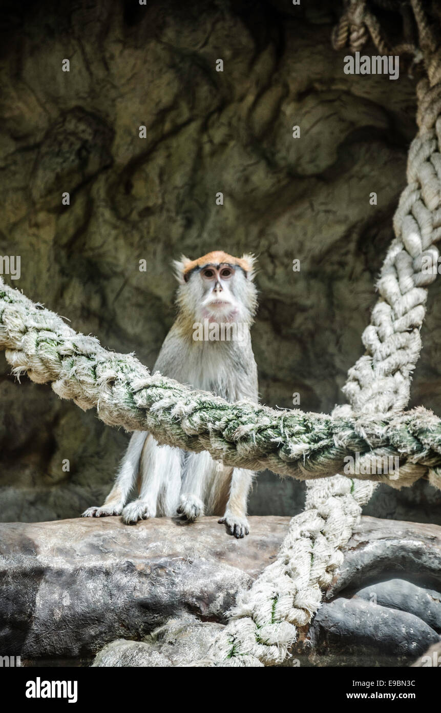 Monkey tall tree hi-res stock photography and images - Alamy