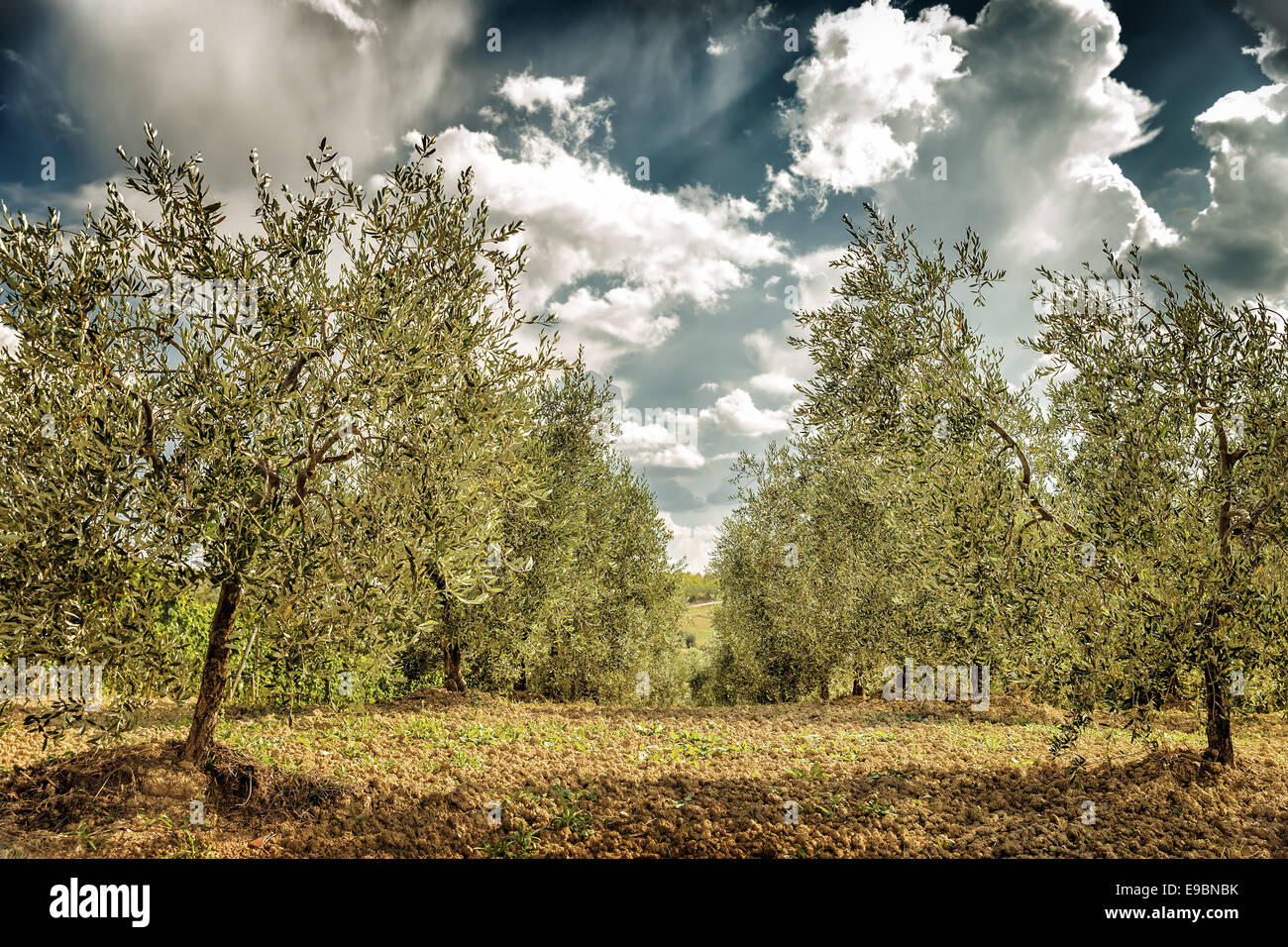 Beautiful fresh olives garden, agricultural landscape, cultivation ...
