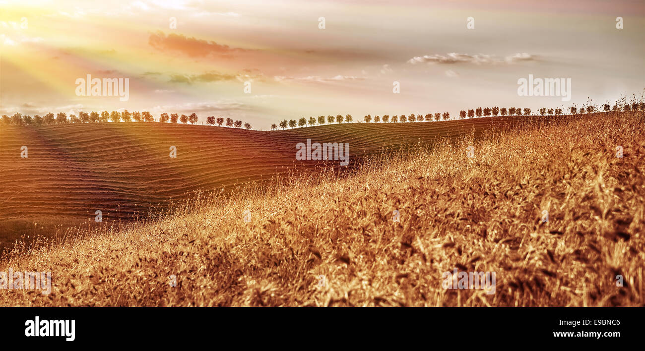 Beautiful autumn landscape, dry golden wheat fields in mild sunset ...