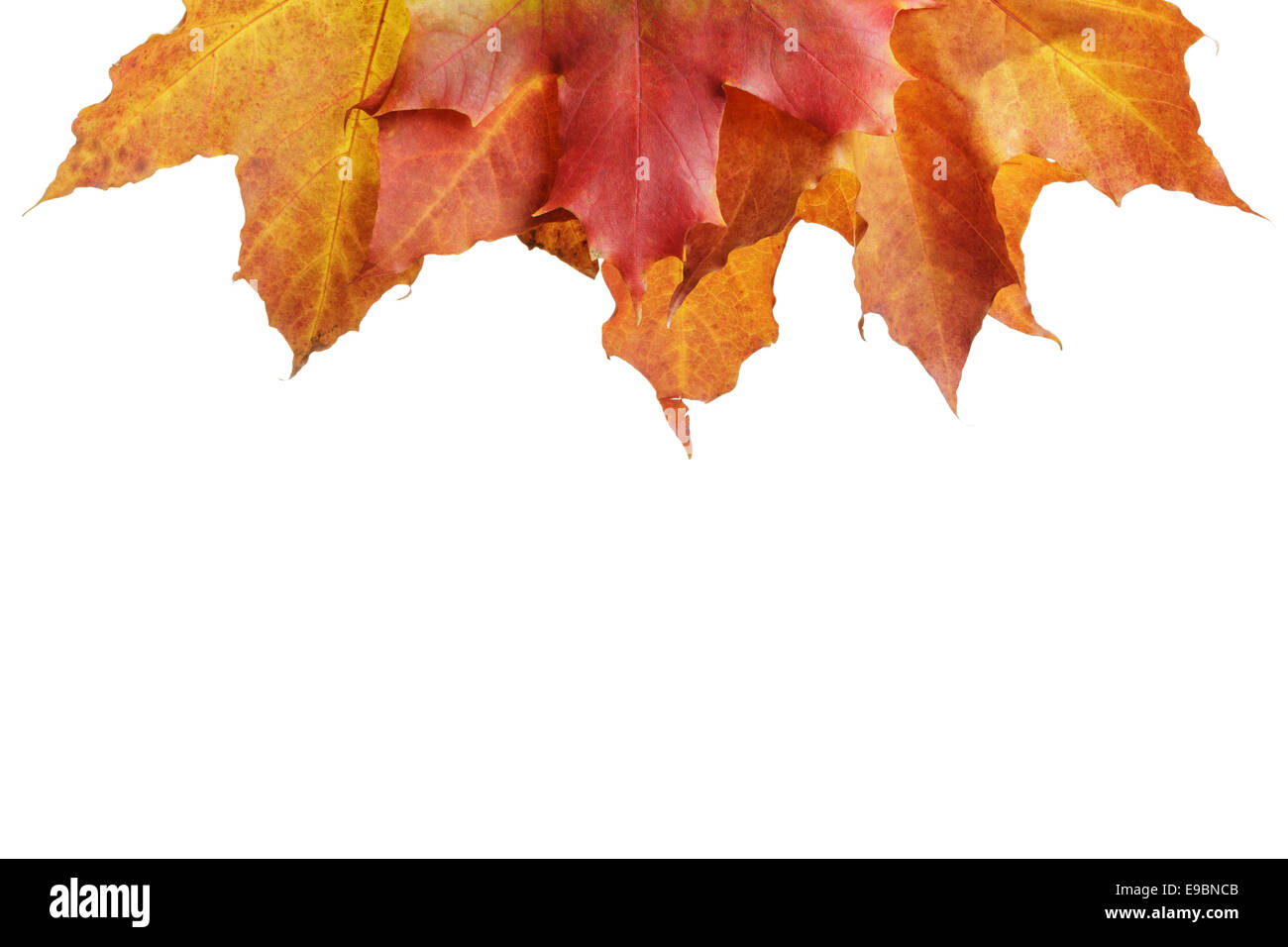 autumn leaves upper border, isolated on white background Stock Photo ...