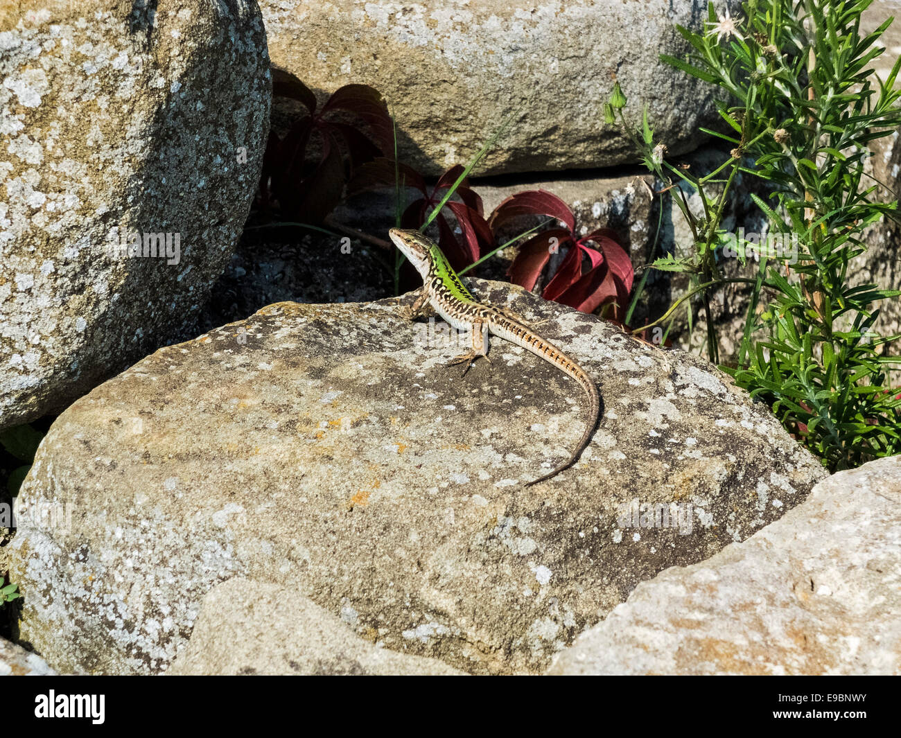 Lizards of italy hi-res stock photography and images - Alamy