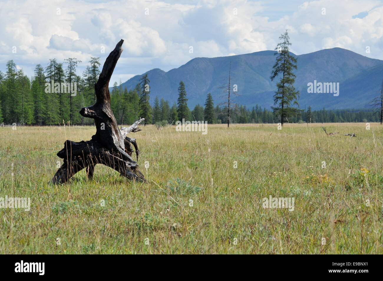 Green meadows in mountain valley of the river Suntar. Russia, Yakutia ...