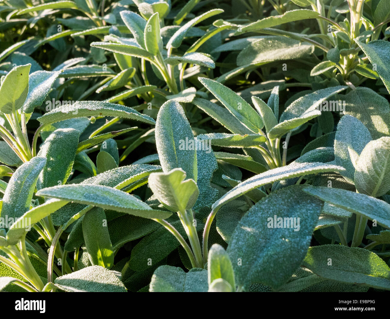 Sage, Salvia officinalis Stock Photo - Alamy