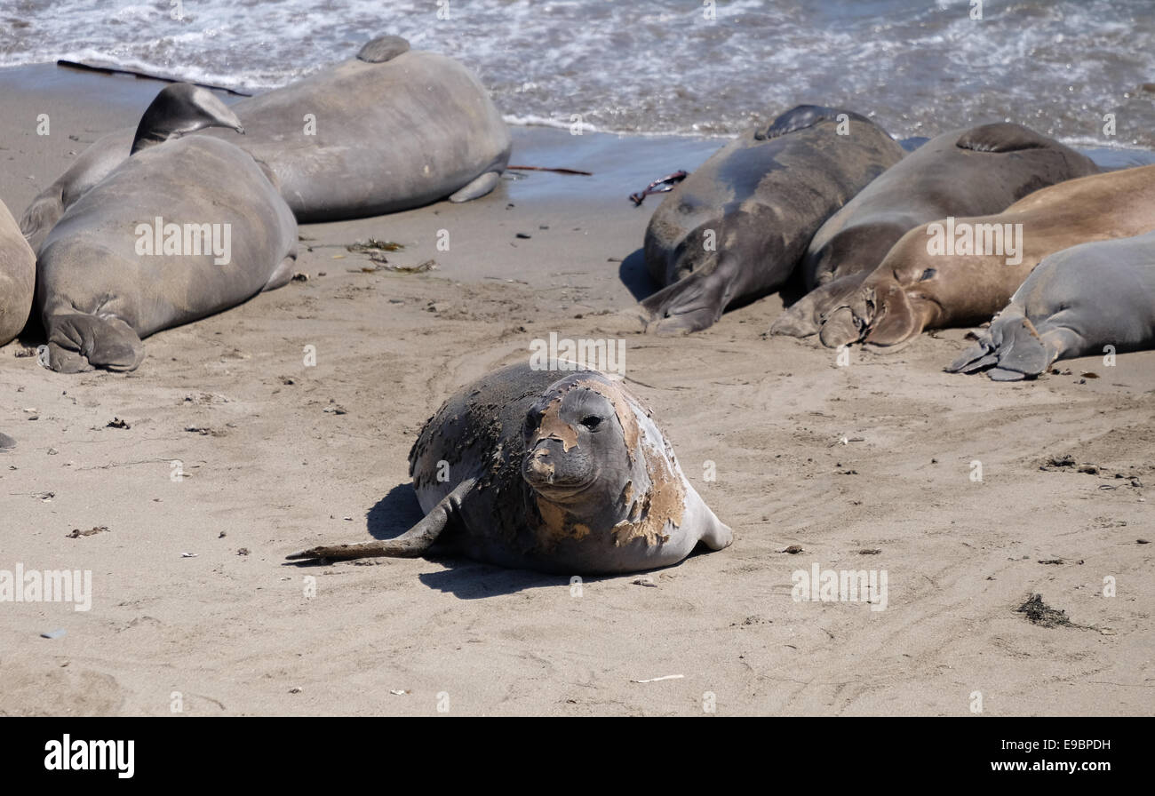 Seal beach hi-res stock photography and images - Alamy