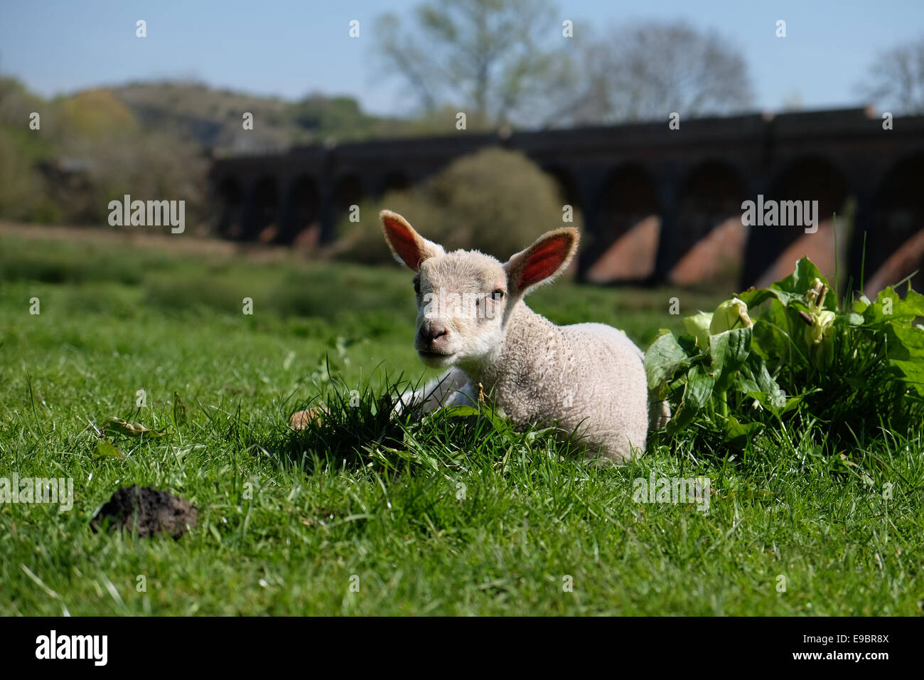 Young lamb laying in field with viaduct in background Stock Photo - Alamy