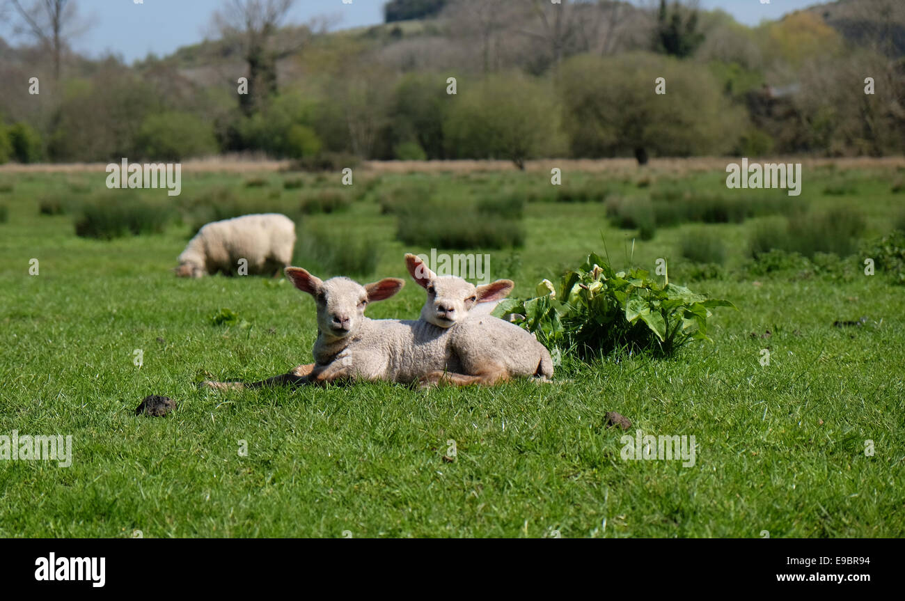 Young lamb laying in field with viaduct in background Stock Photo - Alamy