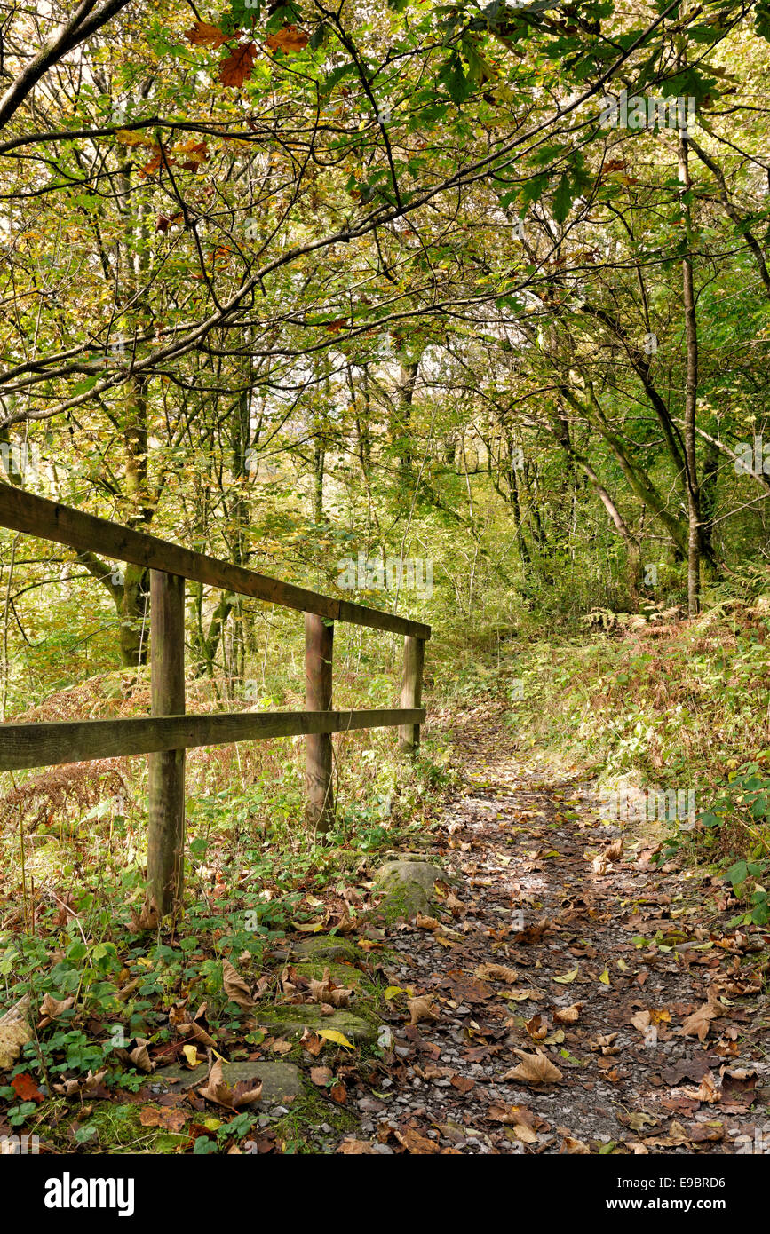 Woodland footpath hi-res stock photography and images - Alamy