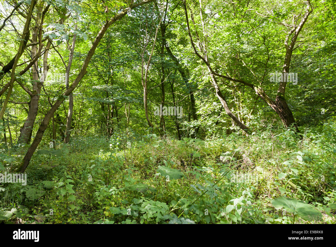 Dense woodland with a thick undergrowth, Cressbrook Dale, Derbyshire ...