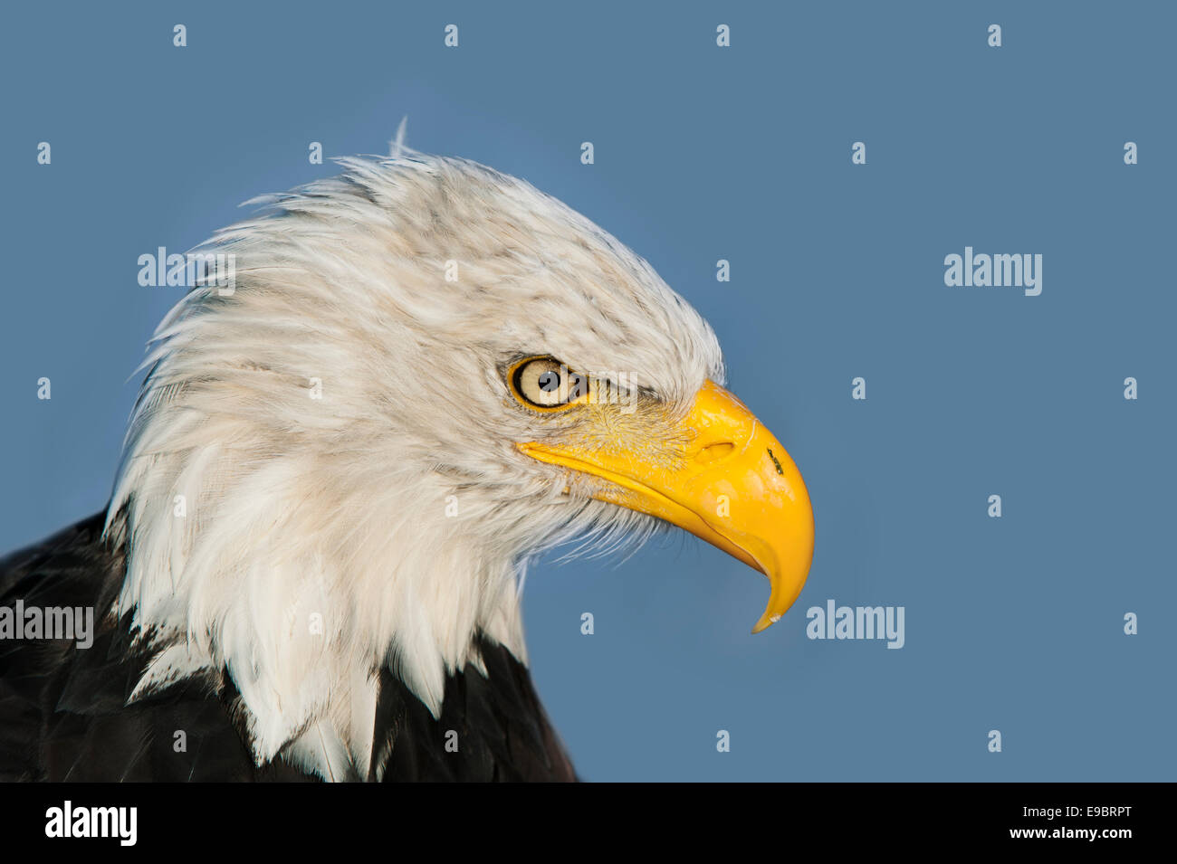 Close up portrait of a bald eagle Stock Photo - Alamy