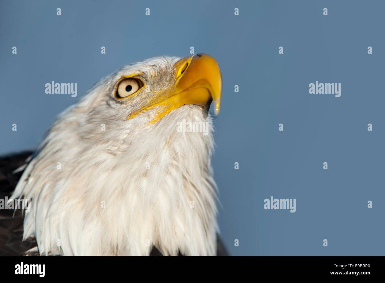 Close up portrait of a bald eagle Stock Photo - Alamy